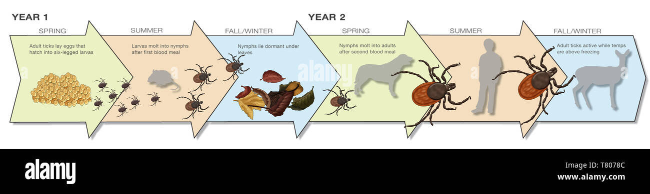 Life Stages of the Black-legged Tick, Illustration Stock Photo - Alamy