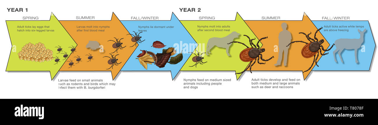 Life Stages of the Black-legged Tick, Illustration Stock Photo - Alamy