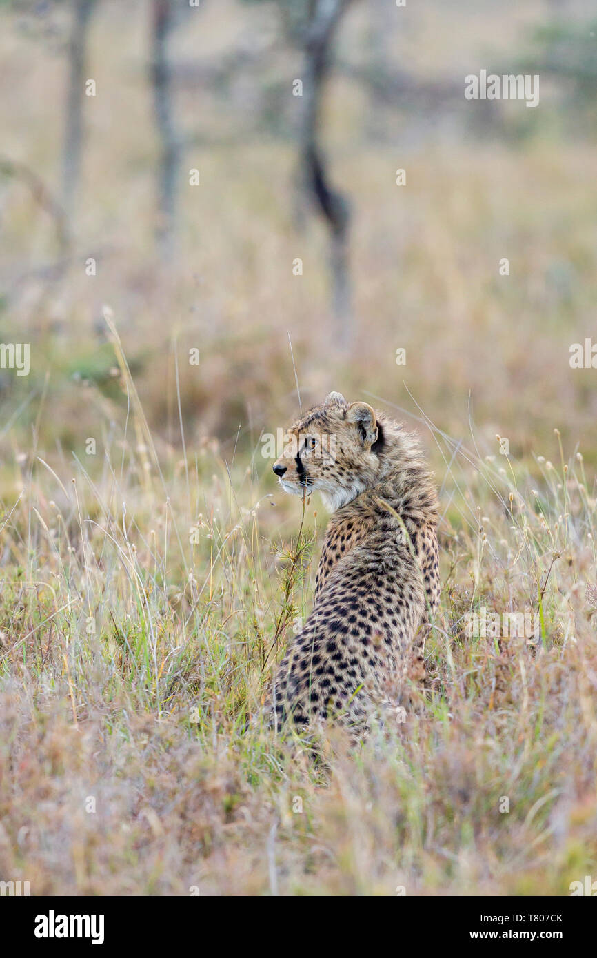 A cheetah cub sitting in open scrub looking backwards, close view ...