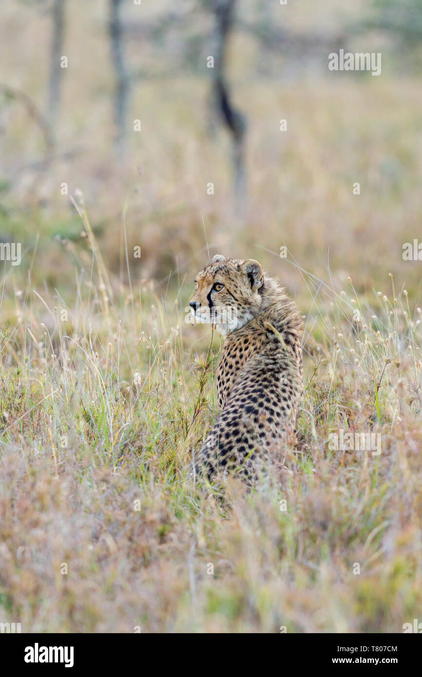 A cheetah cub sitting in open scrub looking backwards, close view ...