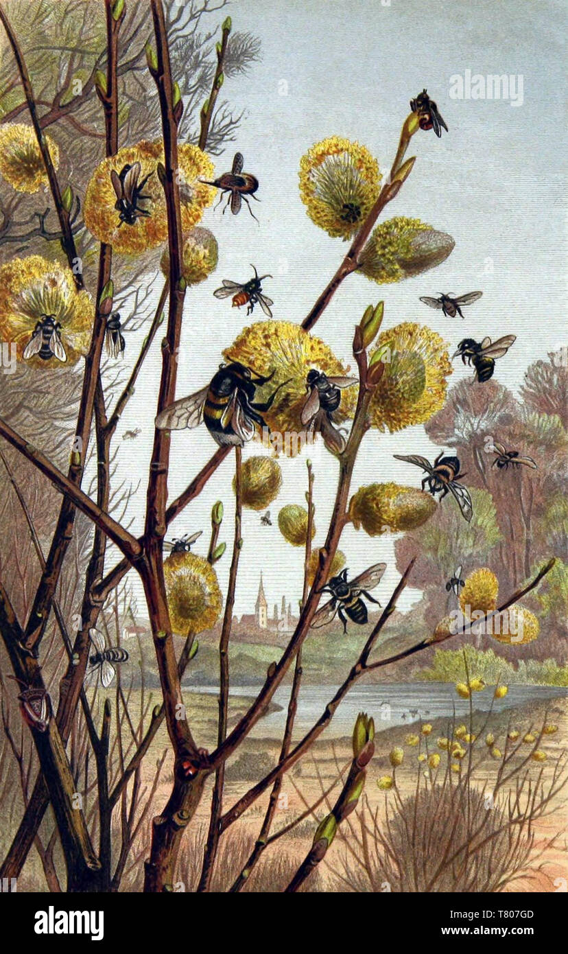 Bees and Wasps Pollinating Stock Photo - Alamy