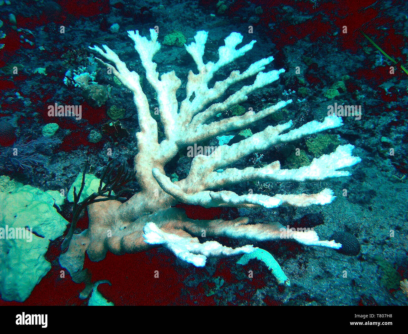 Fan coral bleached hi-res stock photography and images - Alamy