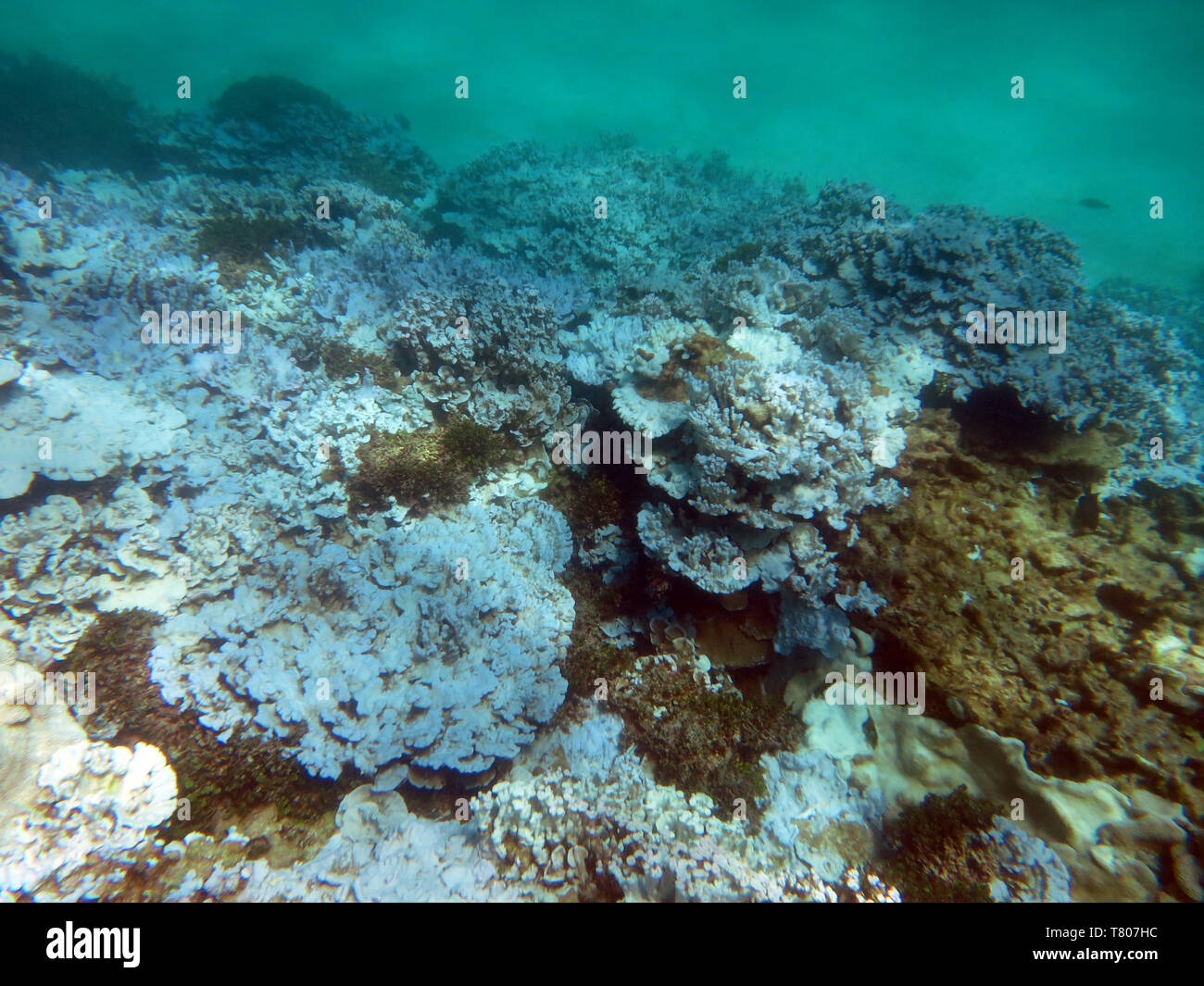Bleached coral hi-res stock photography and images - Alamy