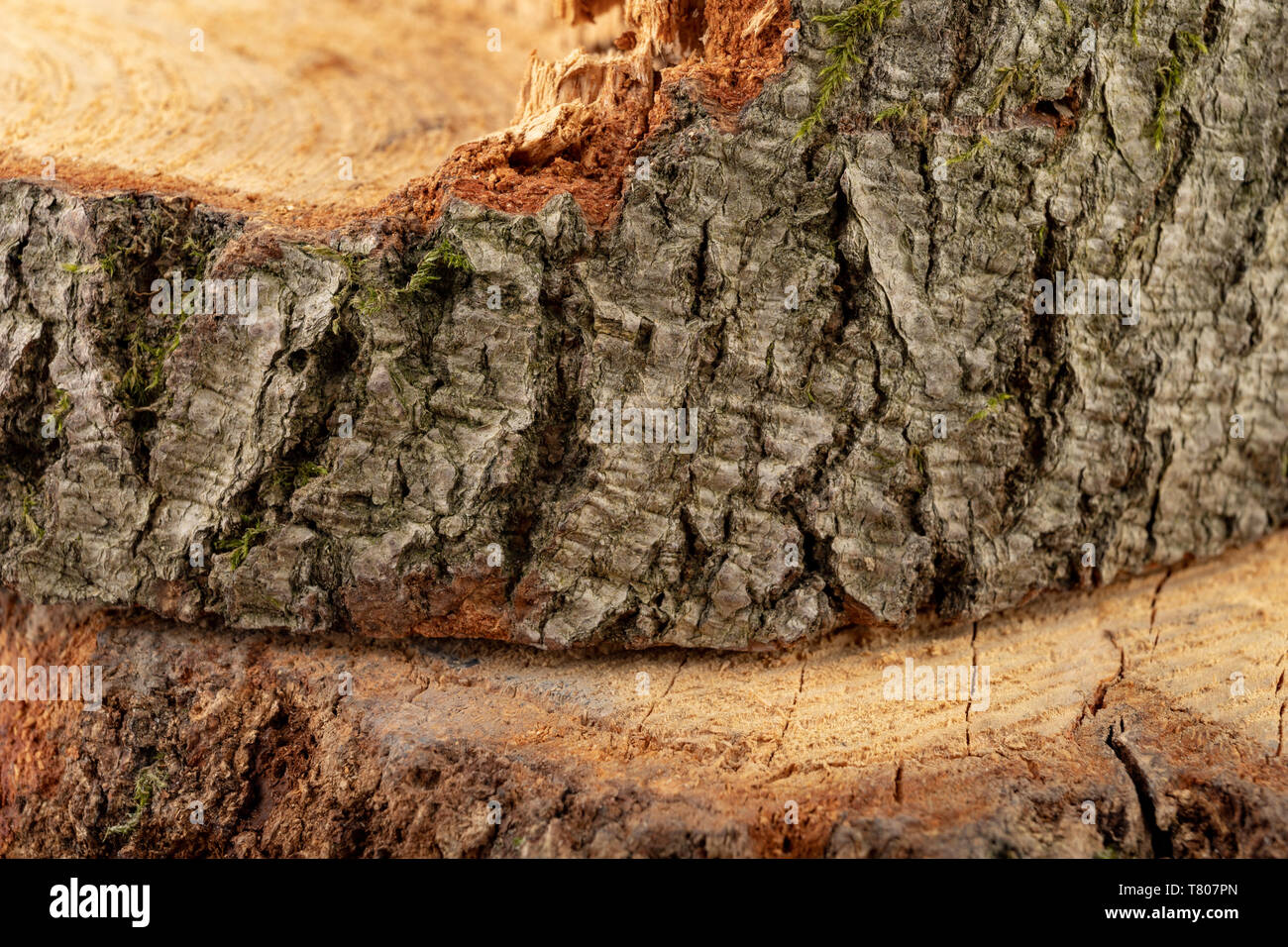 The texture of hardwood. Cross-section of a beech tree trunk. Light ...