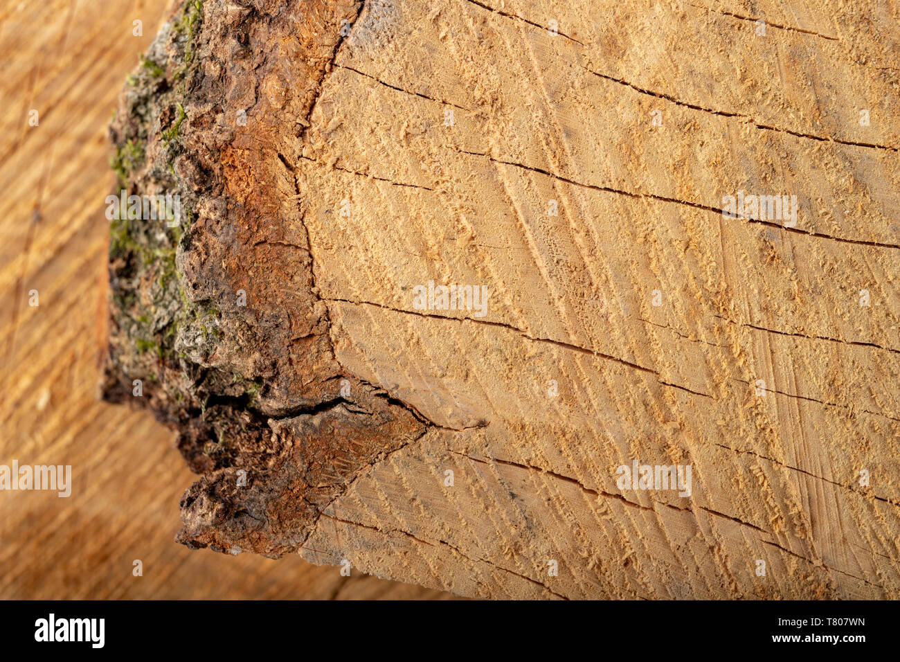 The texture of hardwood. Cross-section of a beech tree trunk. Light ...