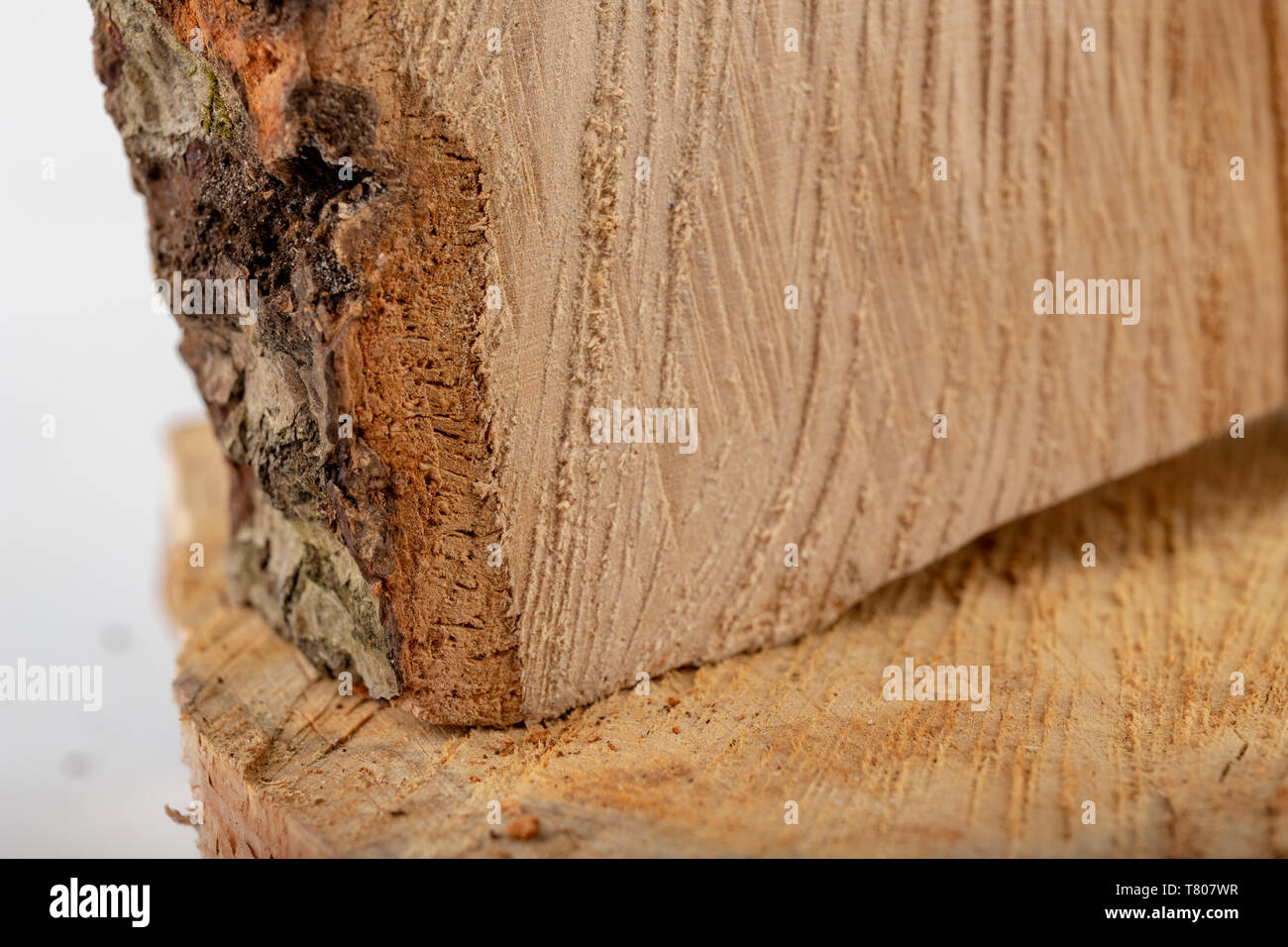 The texture of hardwood. Cross-section of a beech tree trunk. Light ...