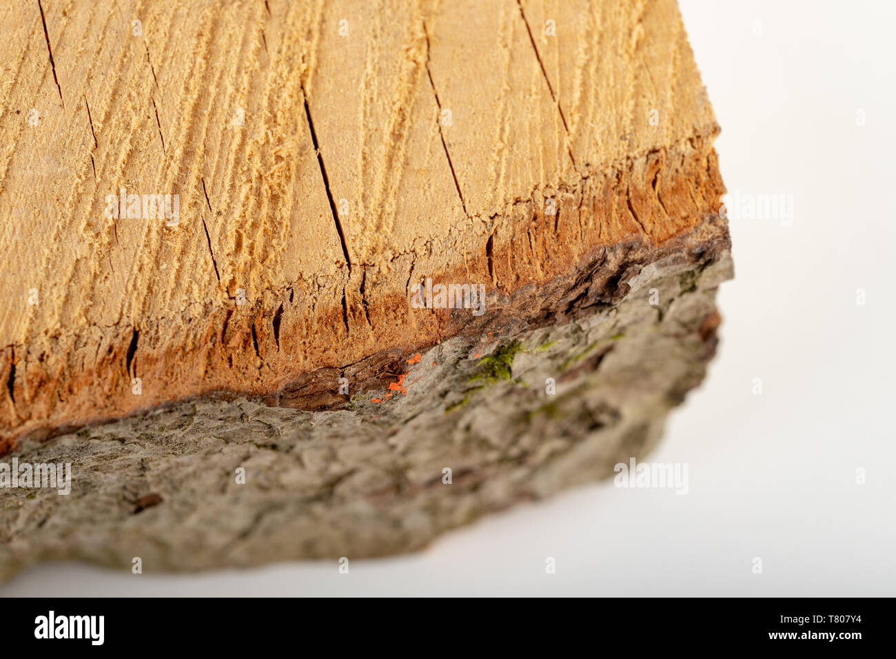 The texture of hardwood. Cross-section of a beech tree trunk. Light ...