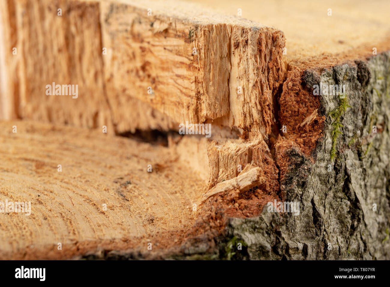 The texture of hardwood. Cross-section of a beech tree trunk. Light ...