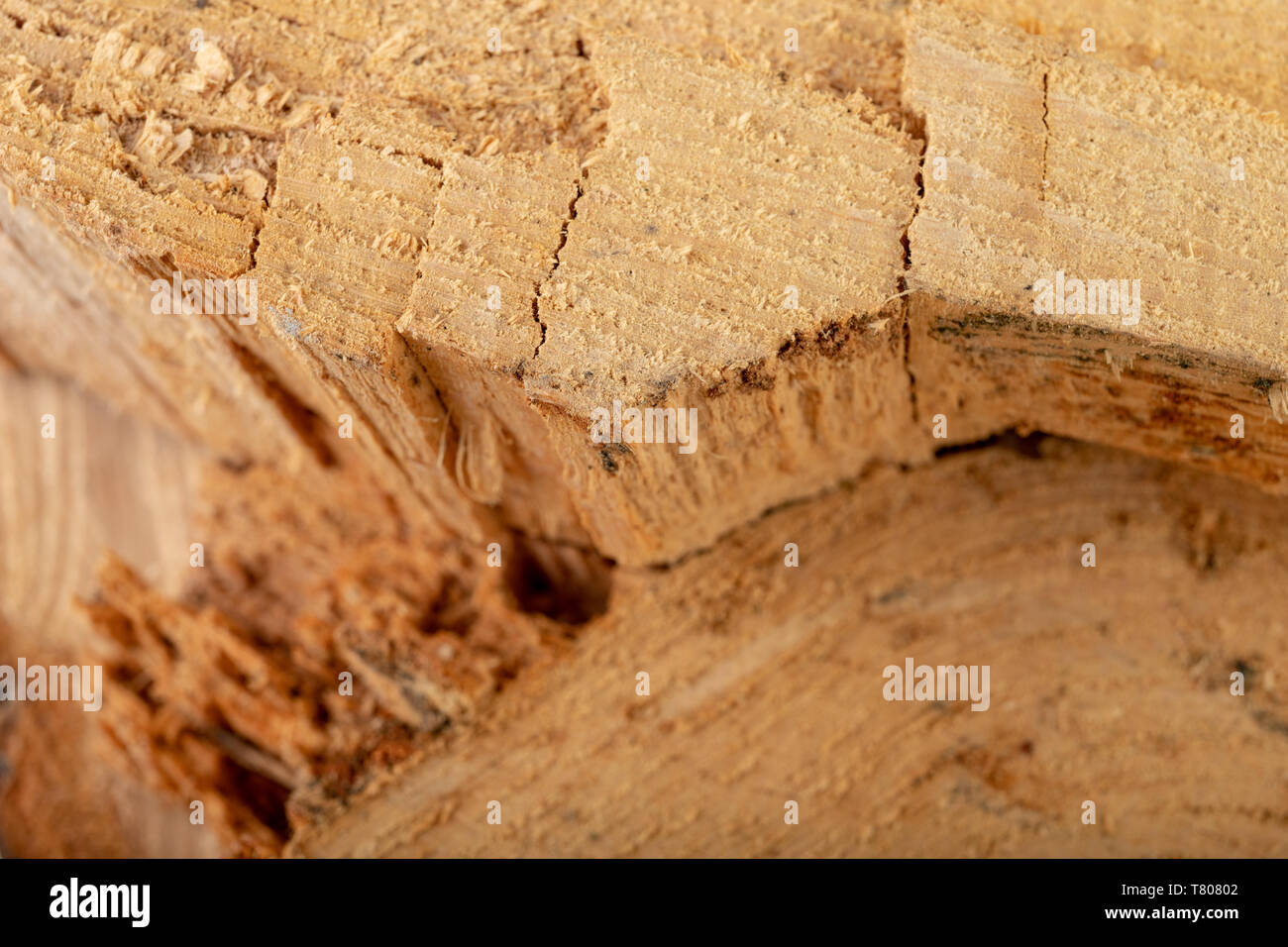 The texture of hardwood. Cross-section of a beech tree trunk. Light ...