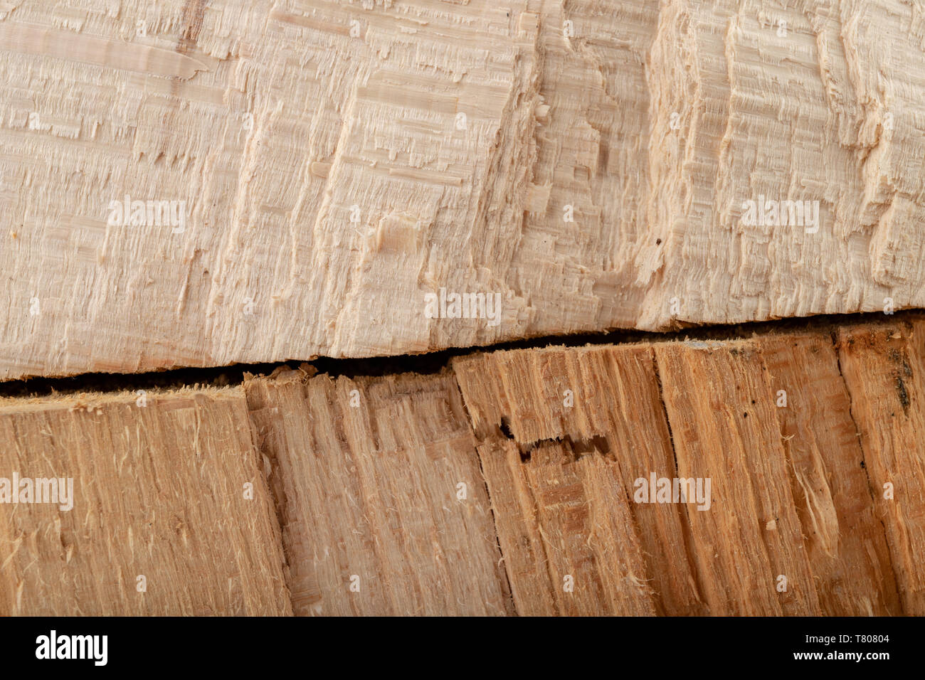 The texture of hardwood. Cross-section of a beech tree trunk. Light ...