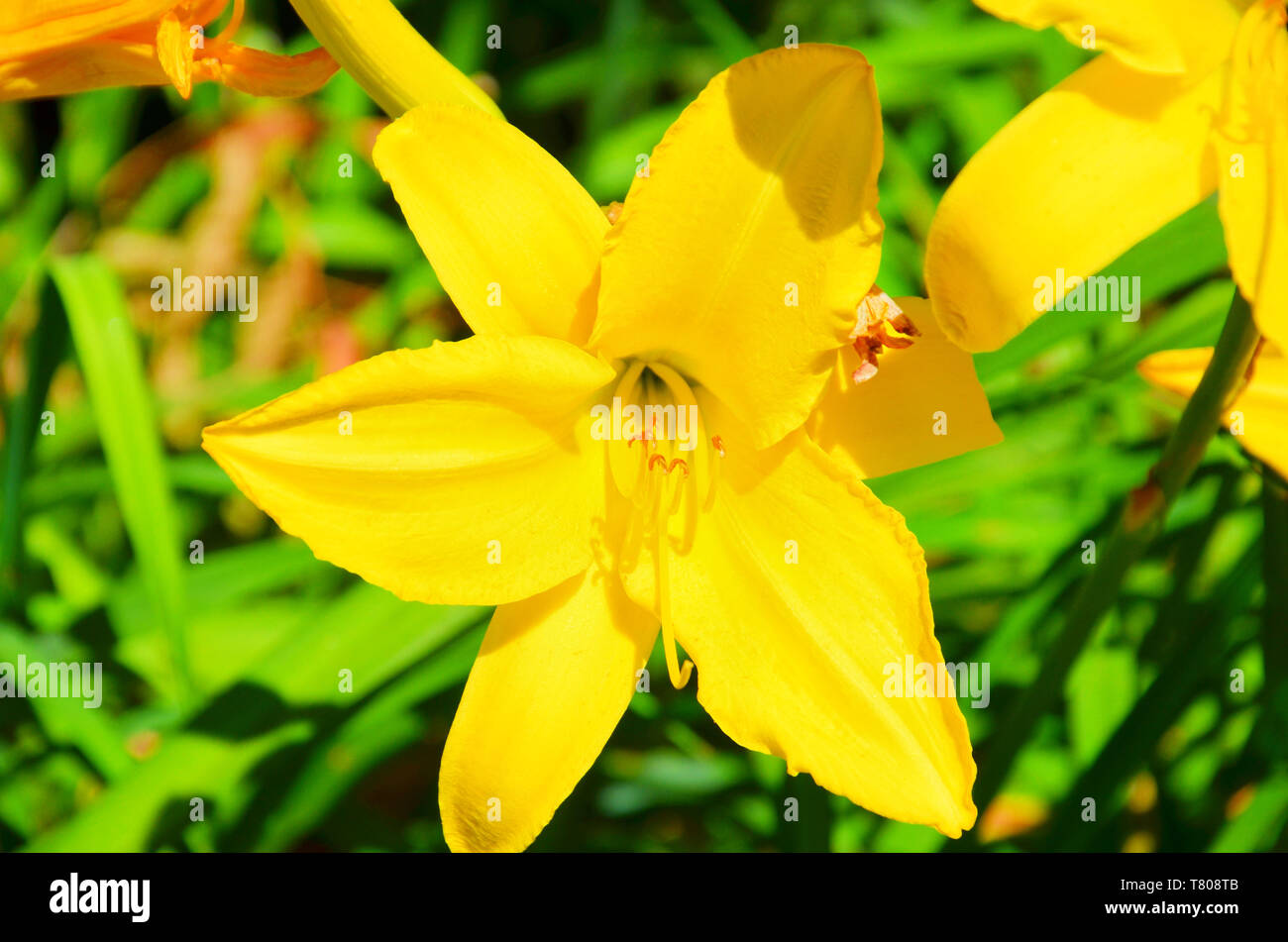Amazing close up picture of a yellow lily flower taken on a sunny ...