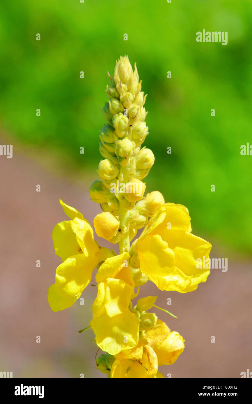 My flourish garden hi-res stock photography and images - Alamy