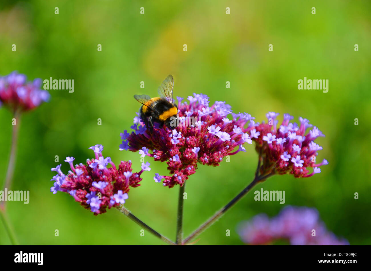 Cute bumblebee gathering nectar from a purple red flower during spring ...