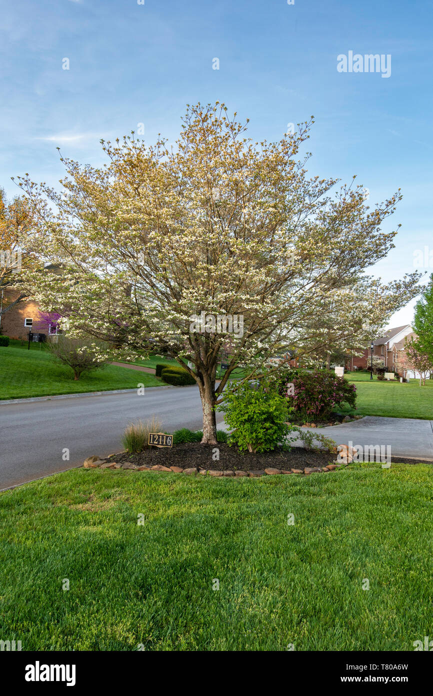 White dogwood trees hi-res stock photography and images - Alamy