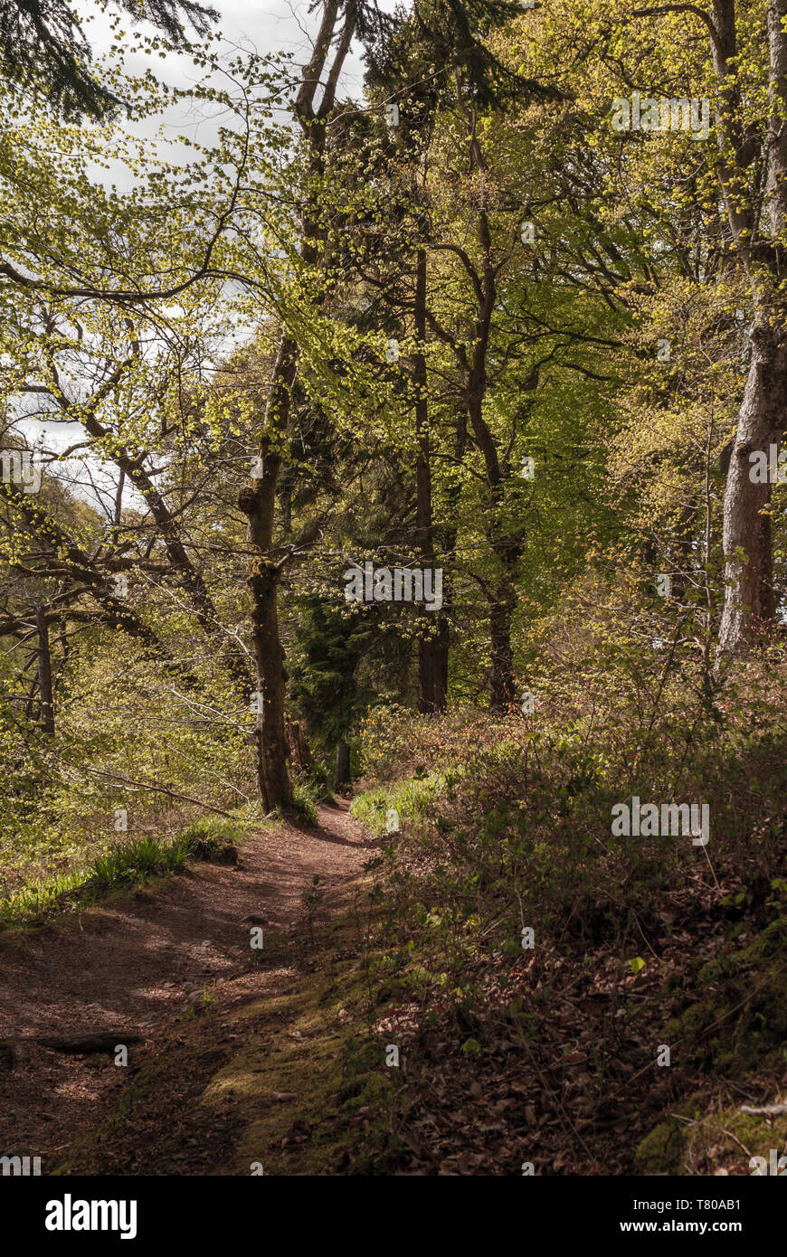 A leafy red gravel path through a bright green forest near Reekie Linn ...
