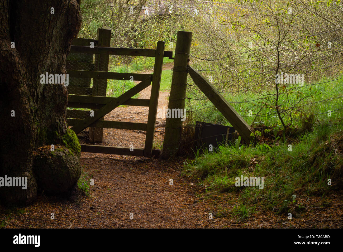 Wooden gate at entrance to bright green forest with trees in the ...