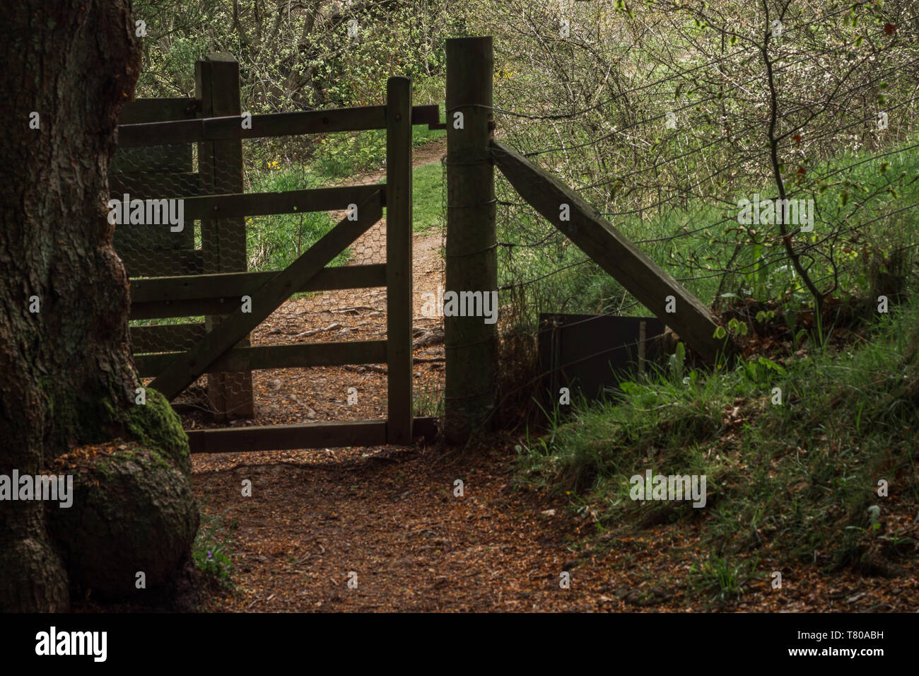 Wooden gate at entrance to bright green forest with trees in the ...