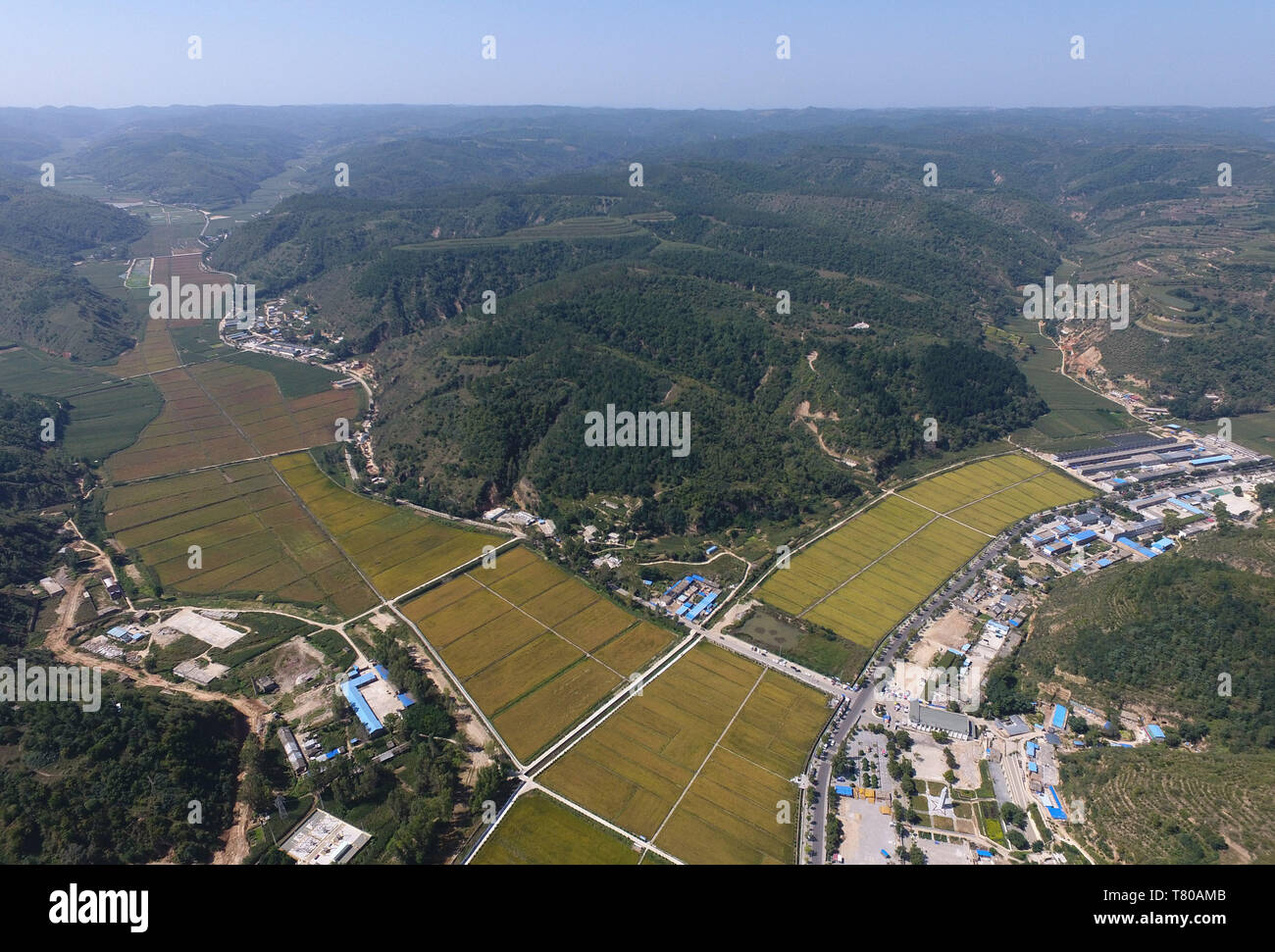 Yan'an. 12th Sep, 2017. Aerial photo shows the rice fields at Nanniwan ...