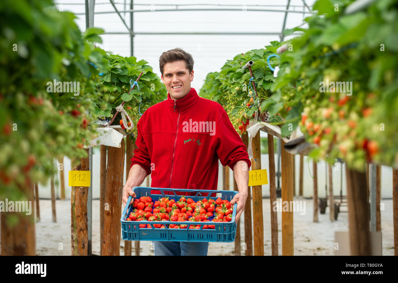 Otze, Germany. 08th May, 2019. Farmer Andi Meyer presents strawberries ...