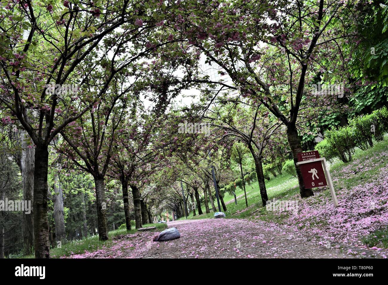 Ankara, Turkey. 10th May, 2019. A general view of cherry blossom trees ...