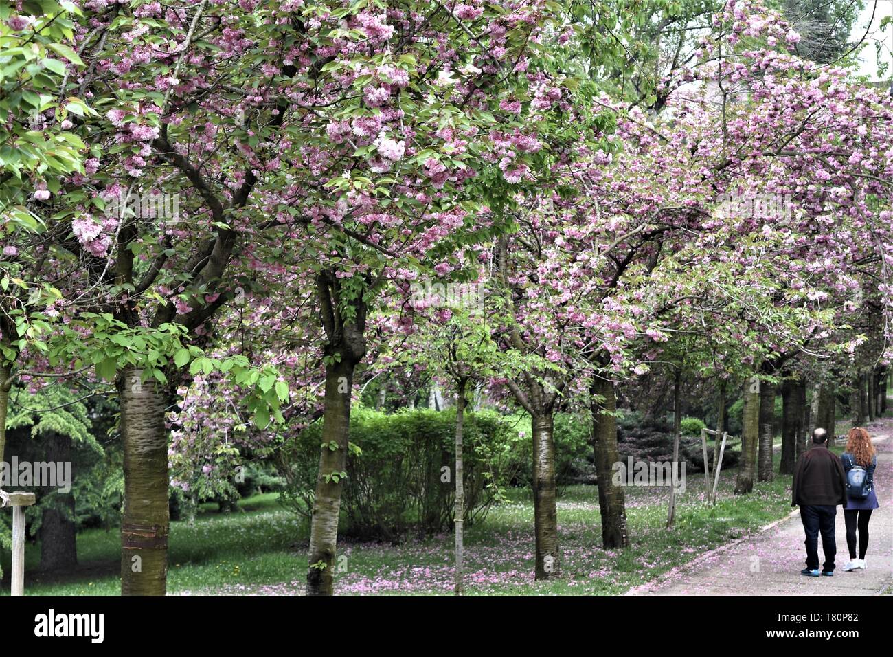 Ankara, Turkey. 10th May, 2019. A couple look at cherry blossom trees ...