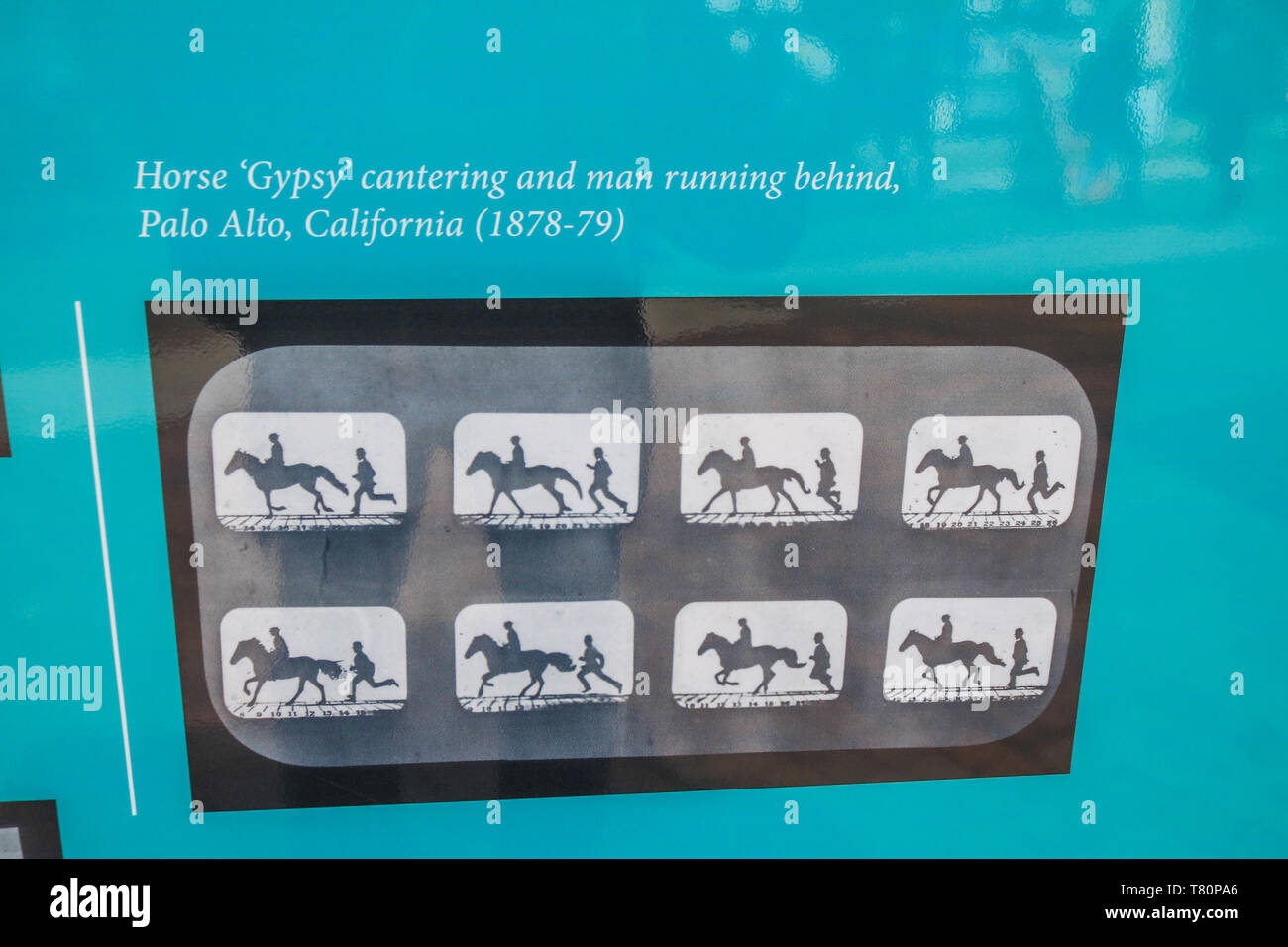 Kingston upon Thames, UK. 10th May 2019. Photograph: Horse "Gypsy ...