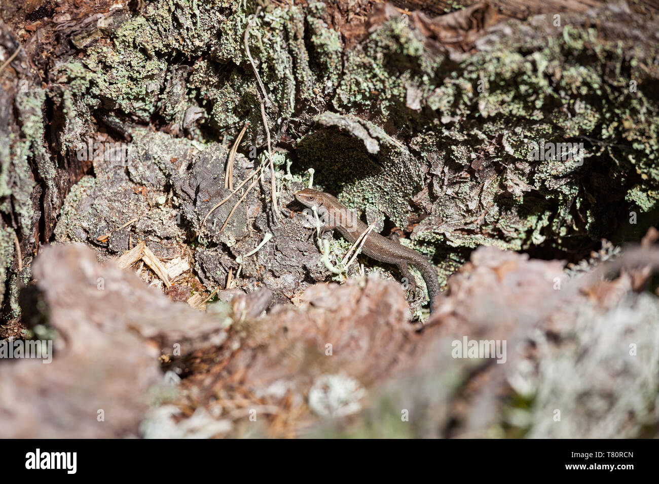 Small lizard in forest at sunlight Stock Photo - Alamy