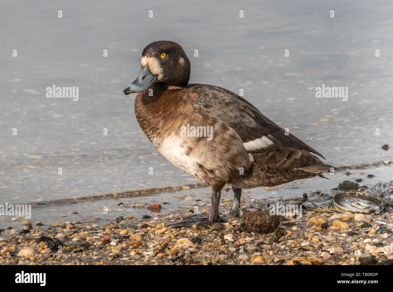 American Duck High Resolution Stock Photography and Images - Alamy