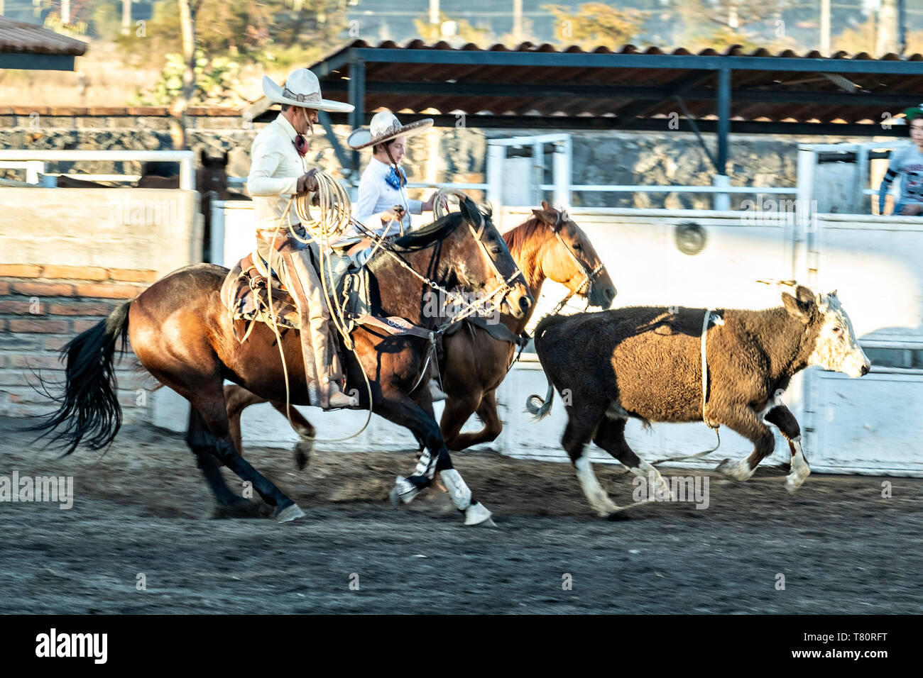 Juan Franco, Jr. and his father Juan Franco, Sr. rope a steer during ...