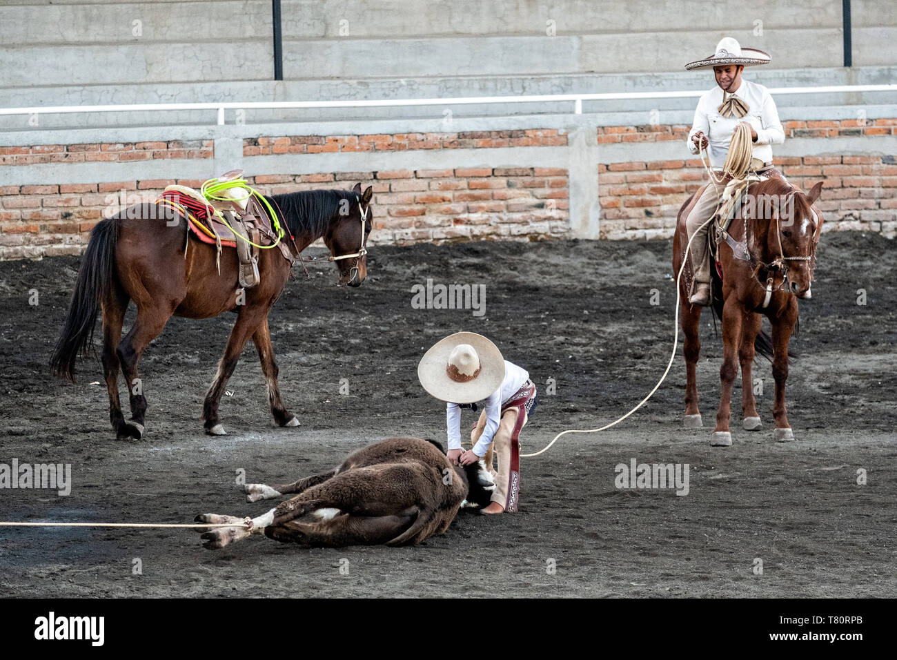 Young Luis Alfonso Franco unties a rope from a steer during Terna en el ...