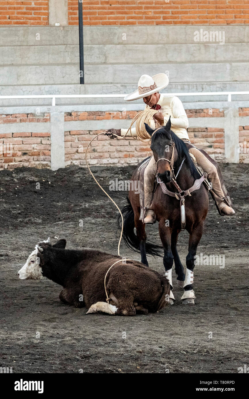 Luis Alfonso Franco, Sr. tries to get a steer to stand after team ...