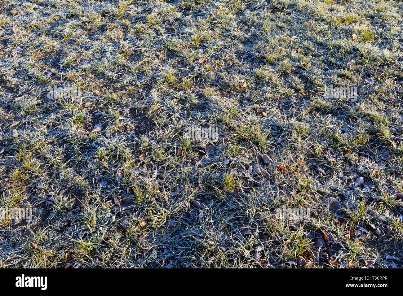 Frost rime covered leaves hi-res stock photography and images - Alamy