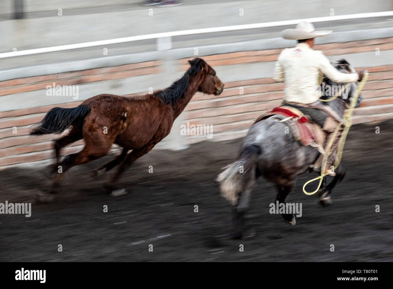 Charro caballo hi-res stock photography and images - Alamy