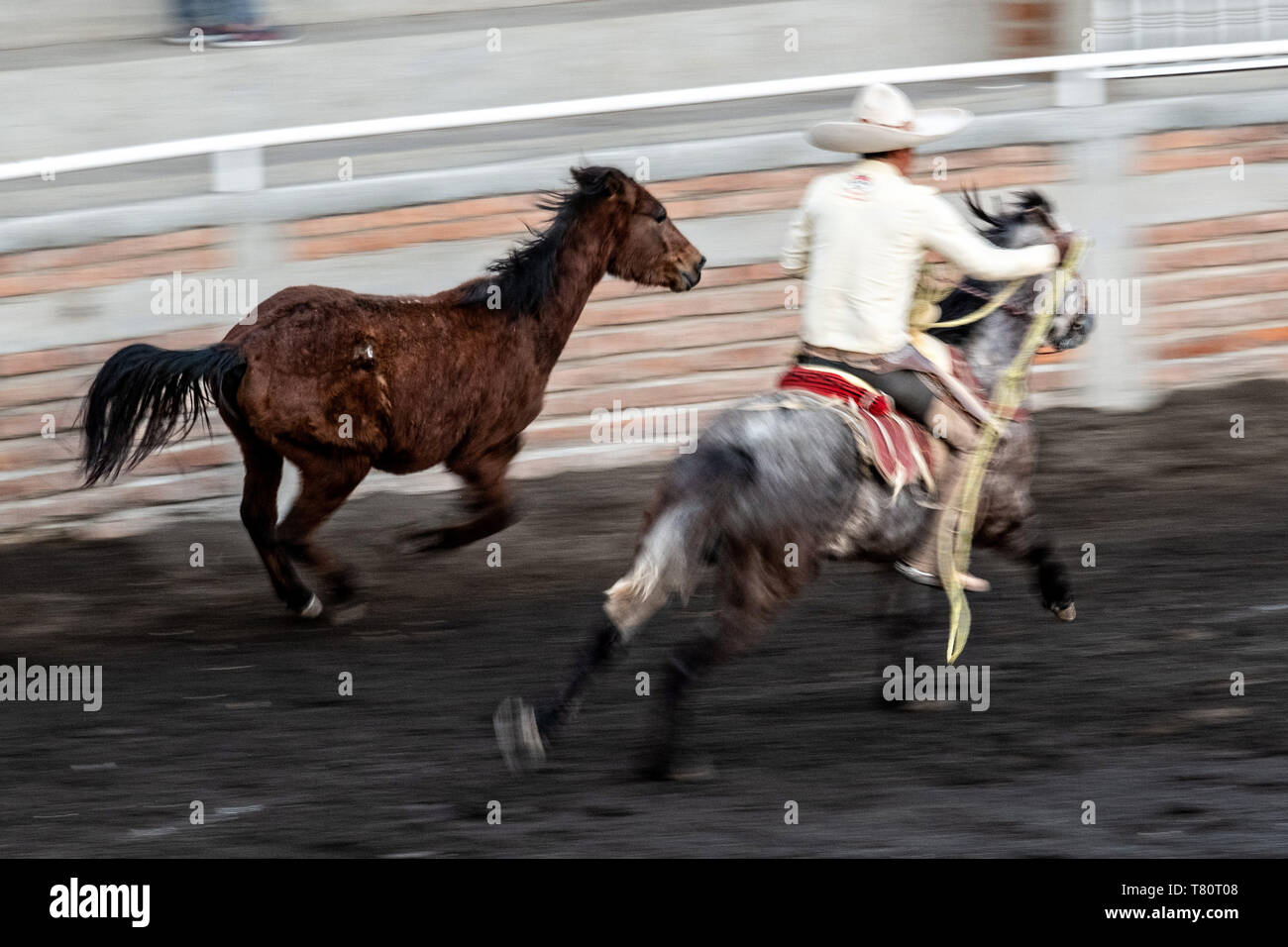 Roping Wild Cattle