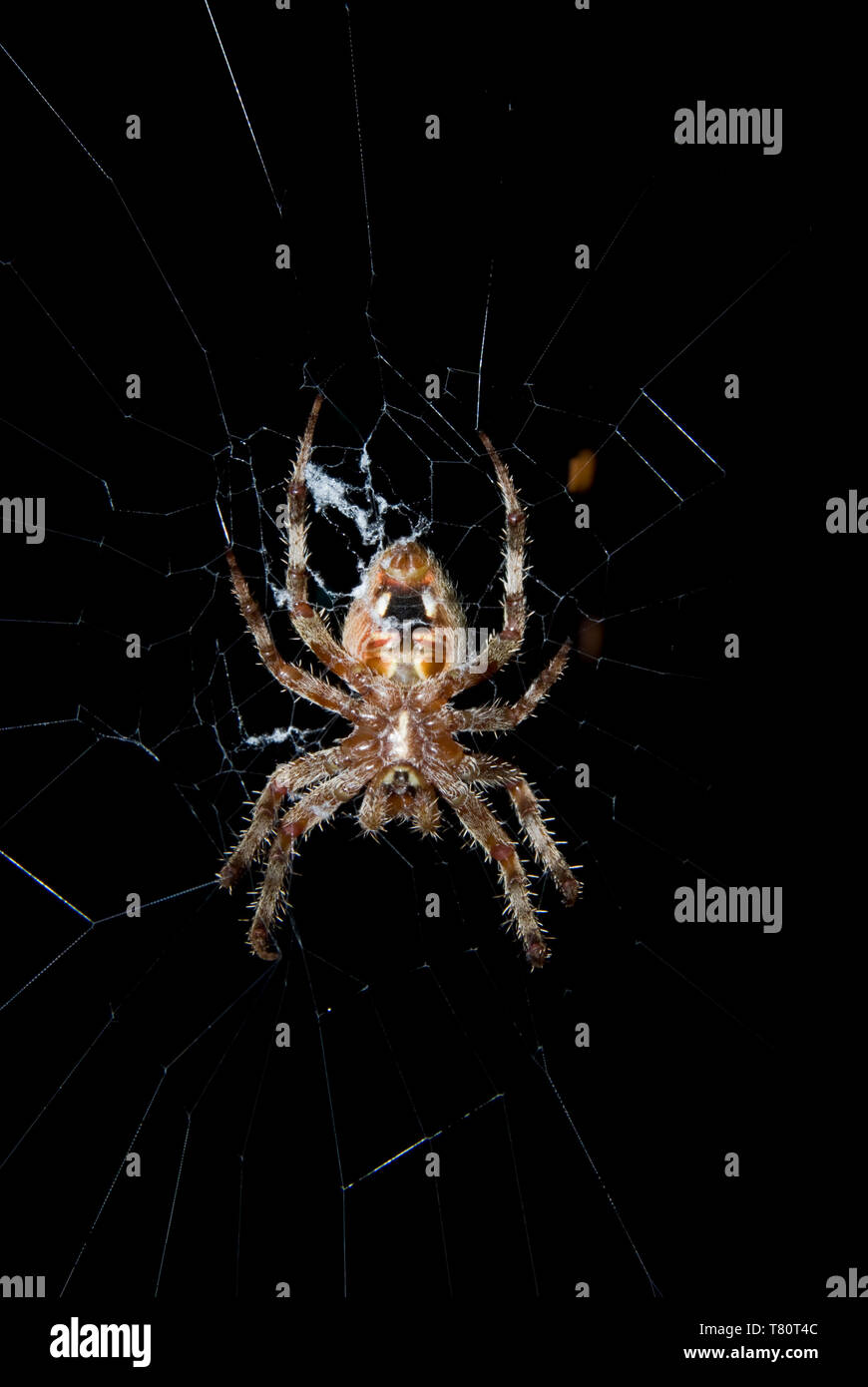 Leavenworth, Kansas. Barn spider. "Araneus cavaticus" Spider in web at ...