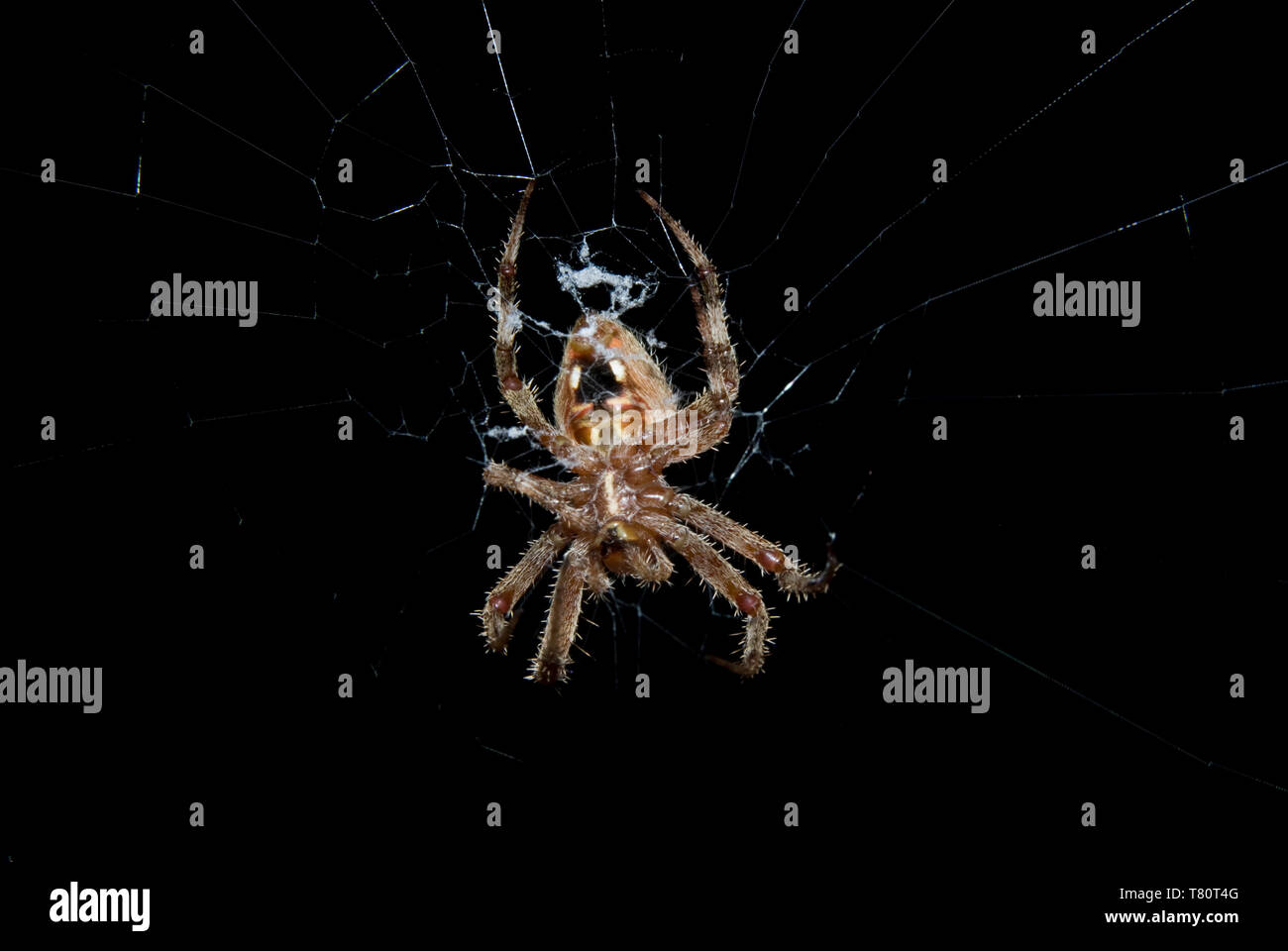 Barn spider hi-res stock photography and images - Alamy