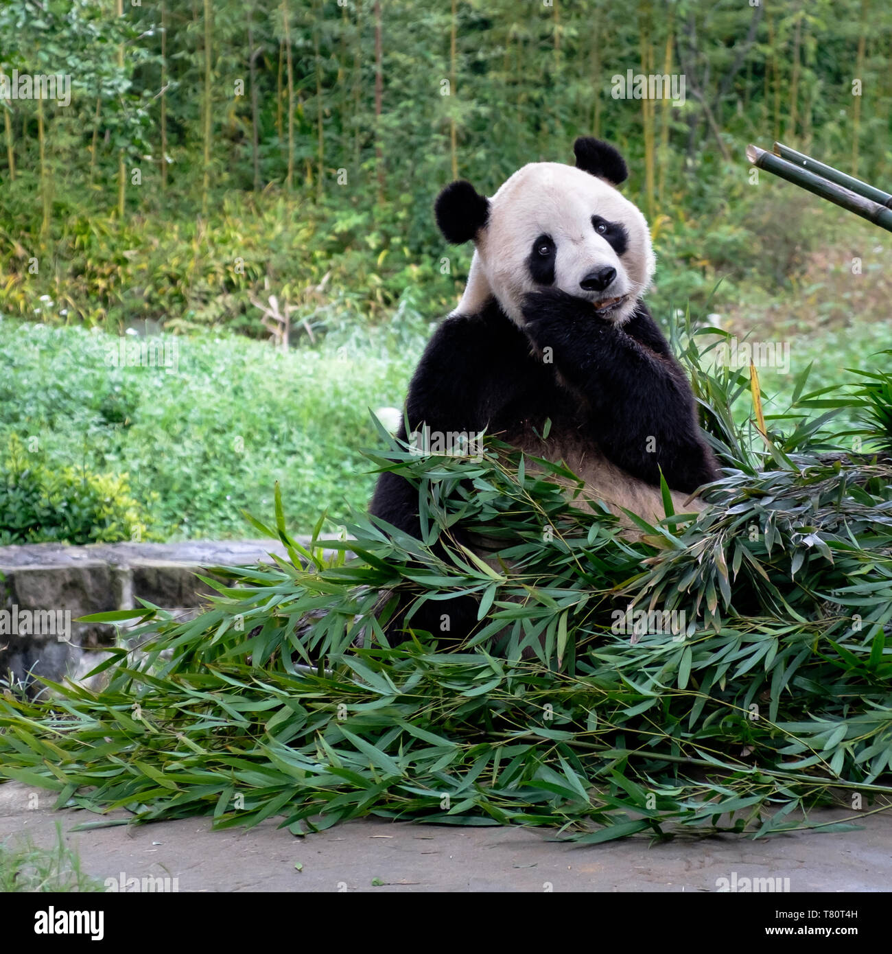 Panda eat eating food hungry hi-res stock photography and images - Alamy
