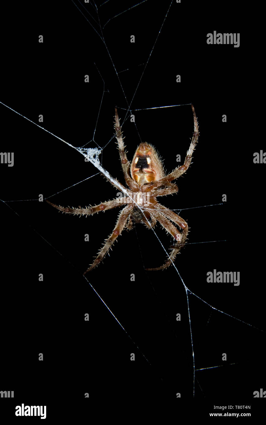 Leavenworth, Kansas. Barn spider. "Araneus cavaticus" Spider in web at ...