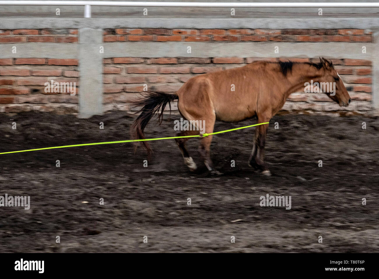 Old mexican vaquero on horse hi-res stock photography and images - Alamy