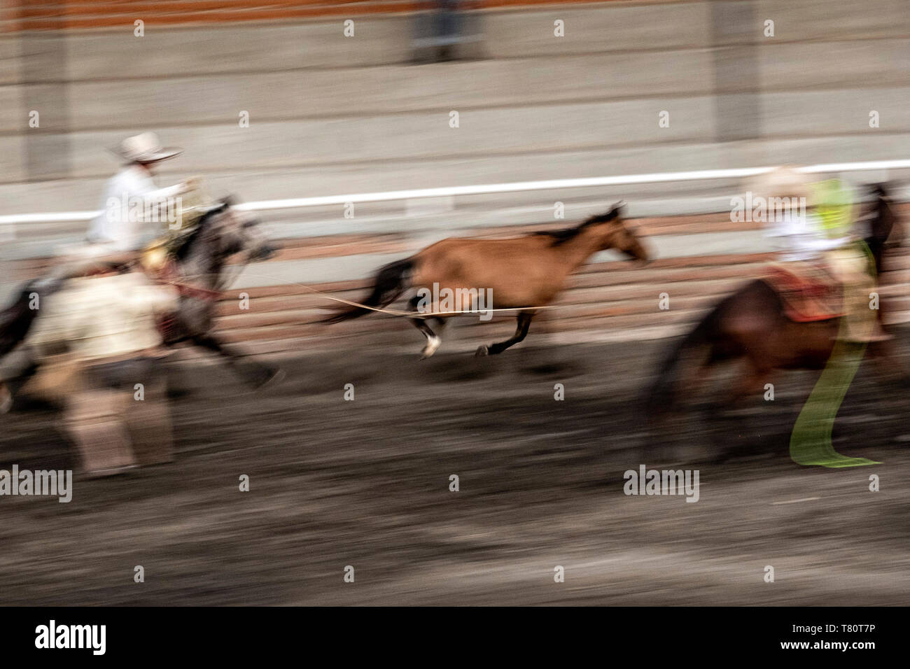 Juan Franco, Sr., ropes a wild mare, during an event called Roping on ...