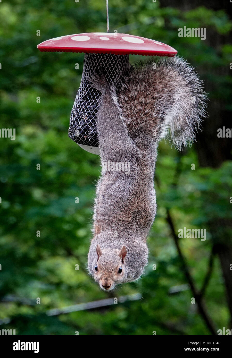 Back hanging down hi-res stock photography and images - Alamy