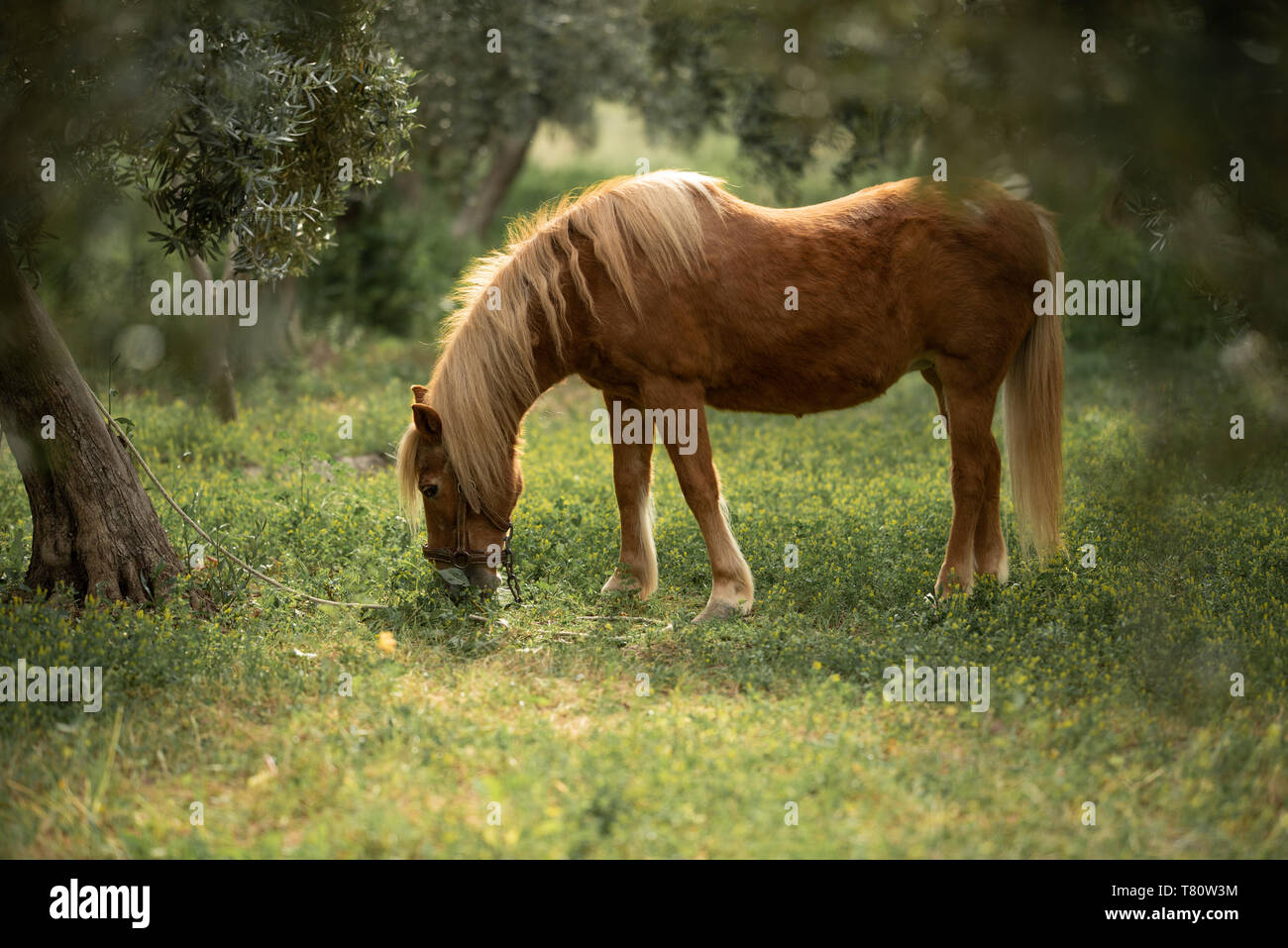 little brown pony eats grass in the garden Stock Photo - Alamy