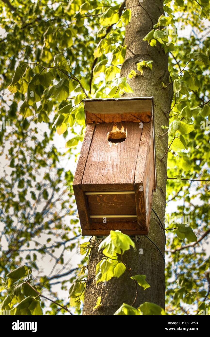 Wooden birdhouse on tree in forest. Bird dwellings. Rescue birds Stock ...