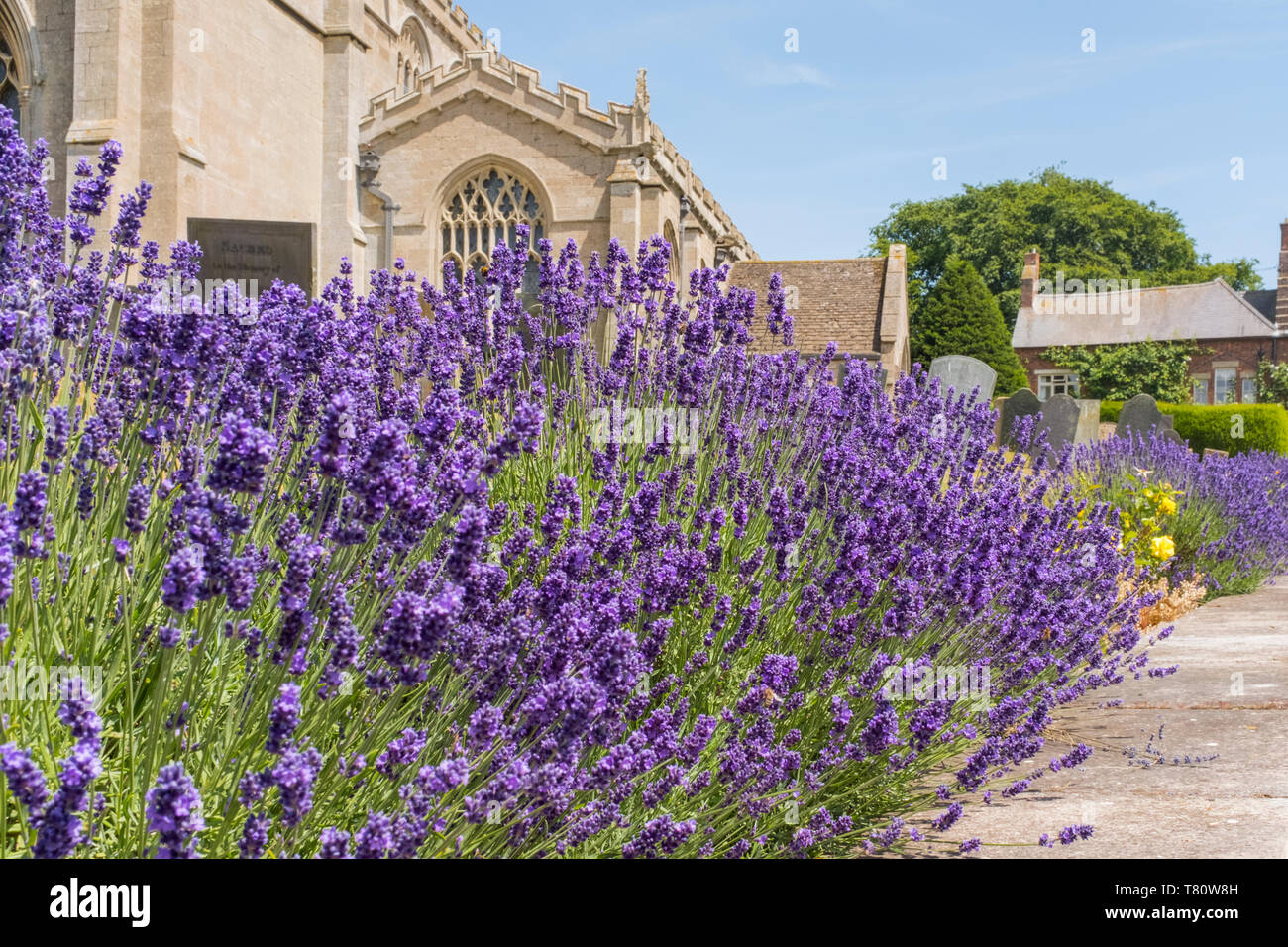 Church plants hi-res stock photography and images - Alamy