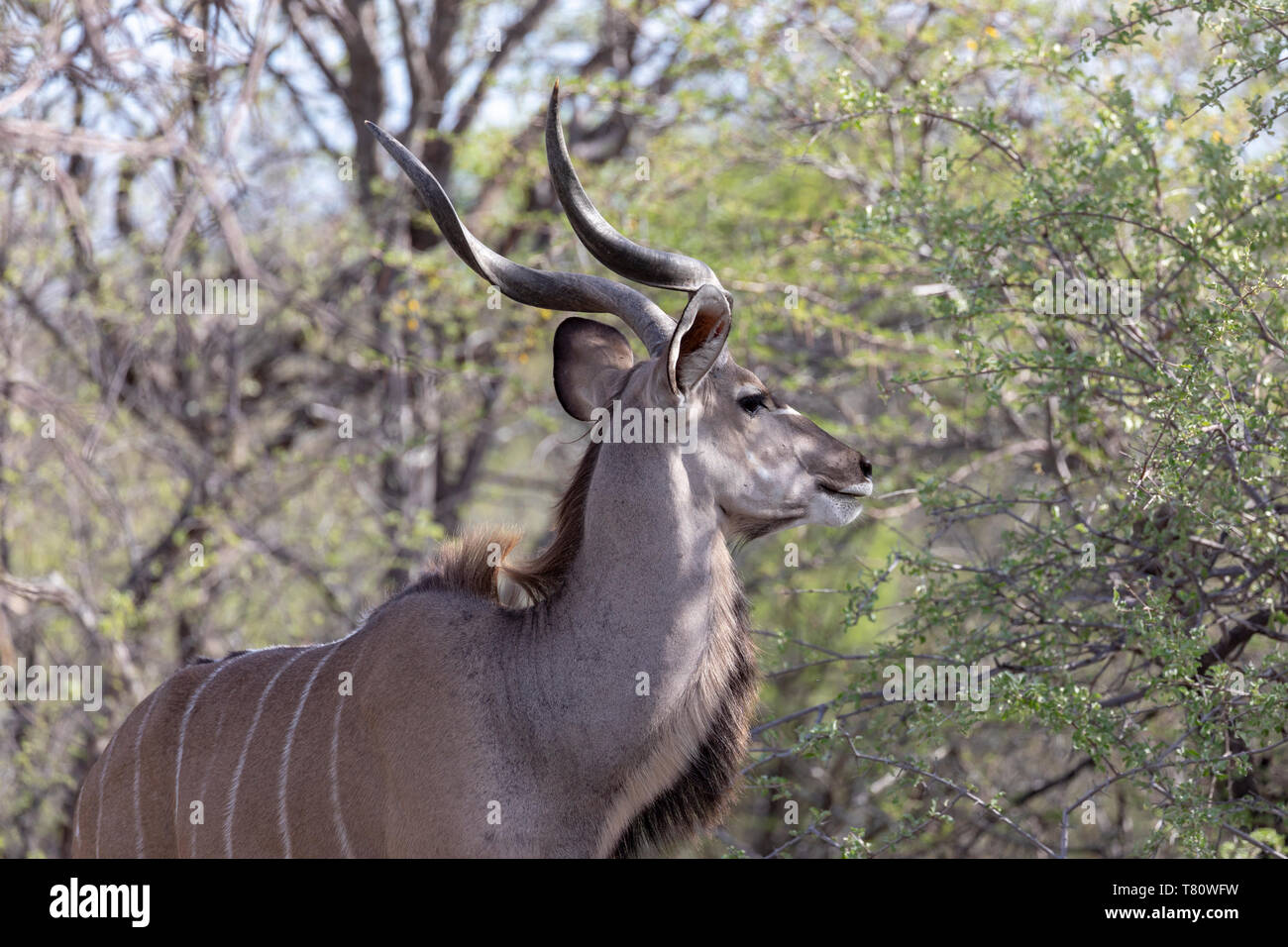 Greater Kudu (Tragelaphus strepsiceros) male, Namibia Stock Photo - Alamy