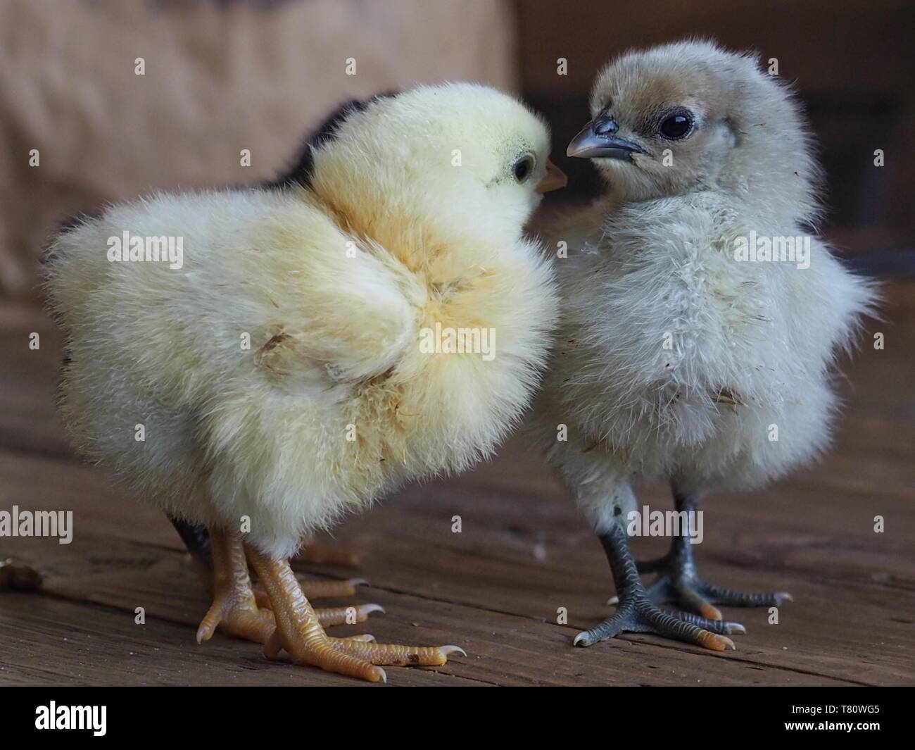Chickens hatched incubator hi-res stock photography and images - Alamy