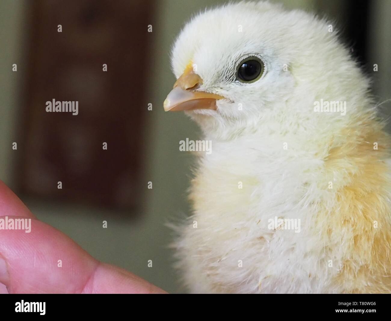Sweet tiny baby chick portrait Stock Photo - Alamy