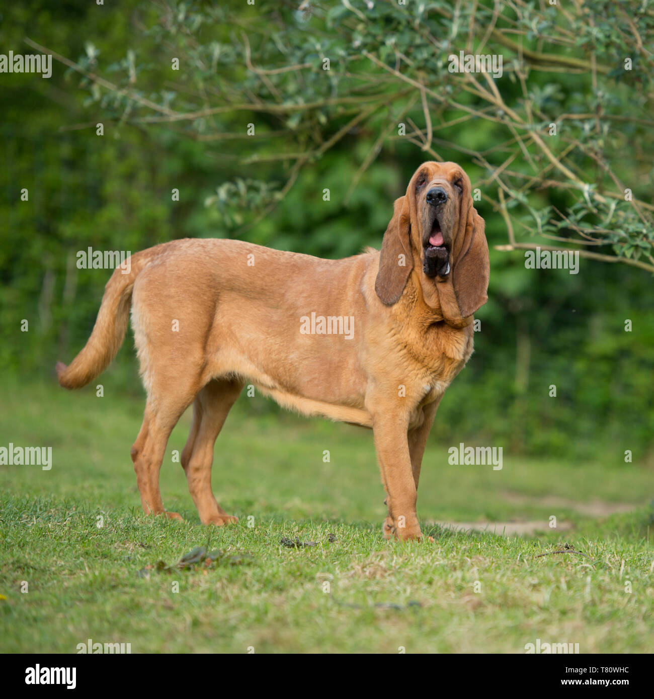 Bloodhound full body hi-res stock photography and images - Alamy