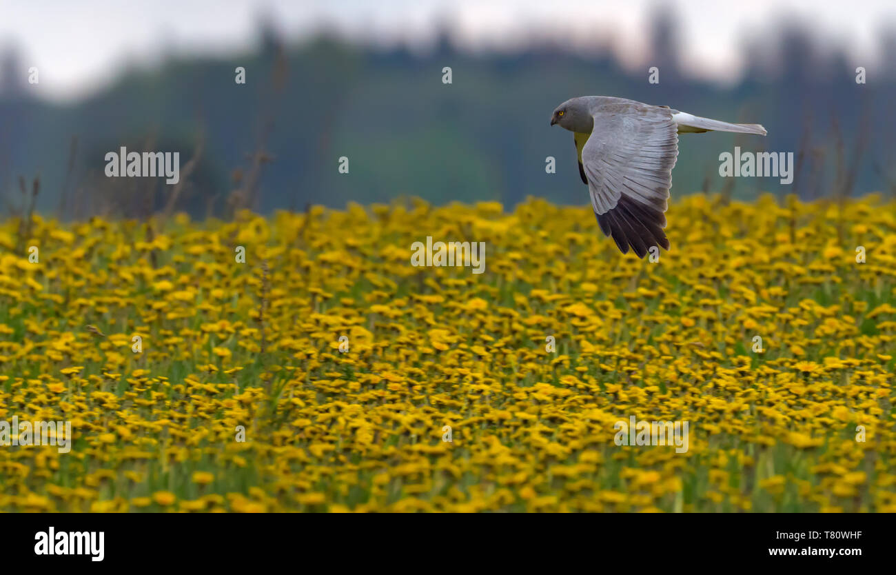 Adult male Hen Harrier flying over the blossoming dandelion field Stock ...