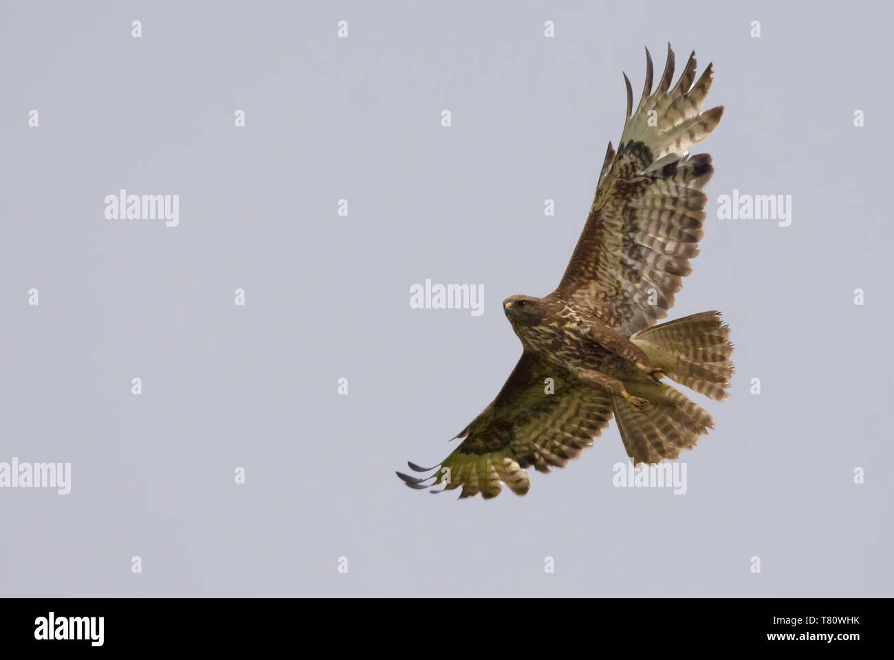 Swift predator hi-res stock photography and images - Alamy